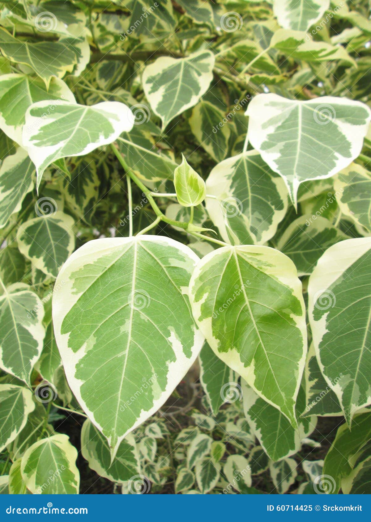 Bodhi or Peepal Leaf from the Bodhi Tree, Sacred Tree for Hindus and ...