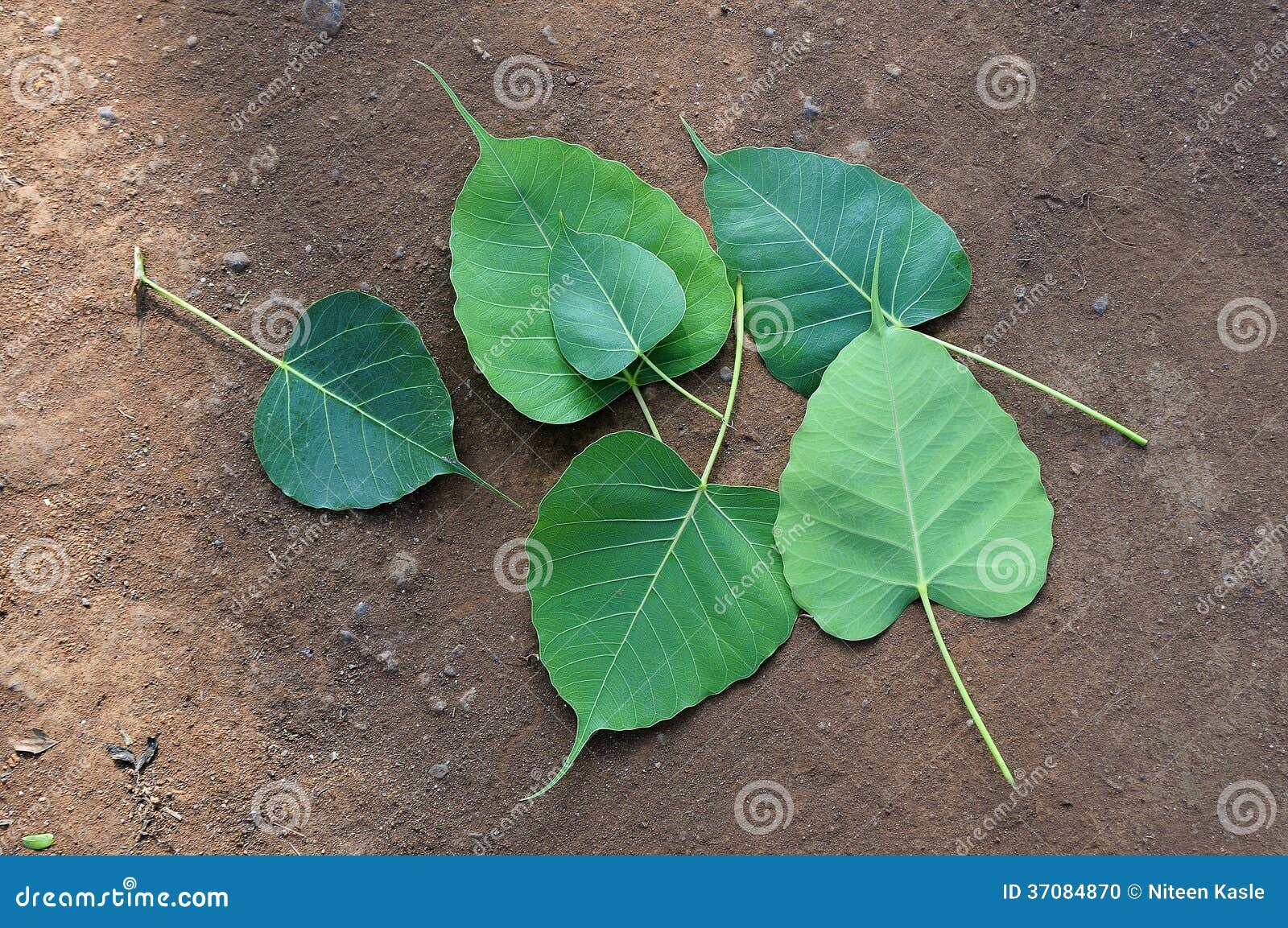 Bodhi Peepal Leaves stock photo. Image of peepal, stem - 37084870