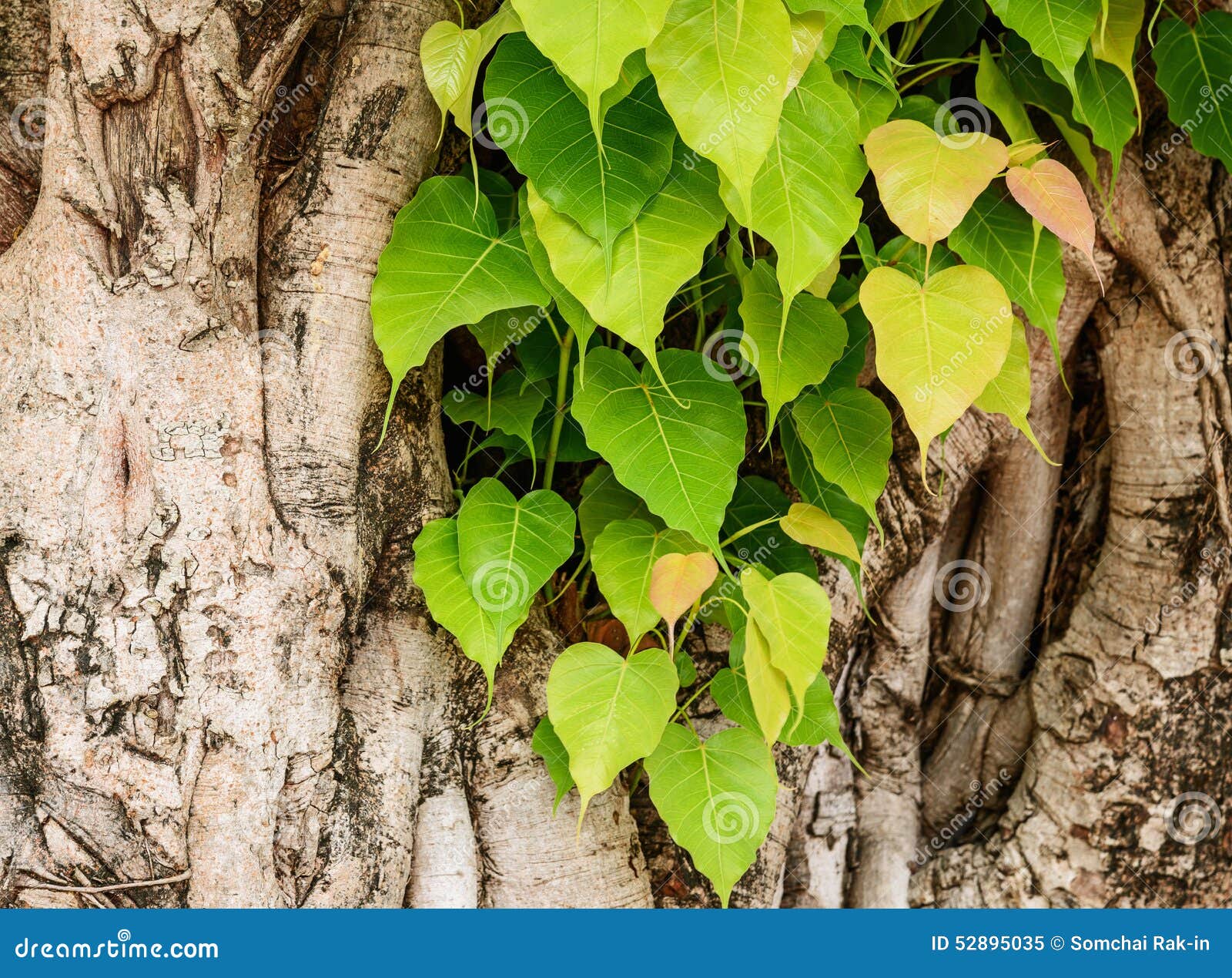 Bodhi or Pho Leaves and Tree. Stock Image - Image of leaflet, life ...