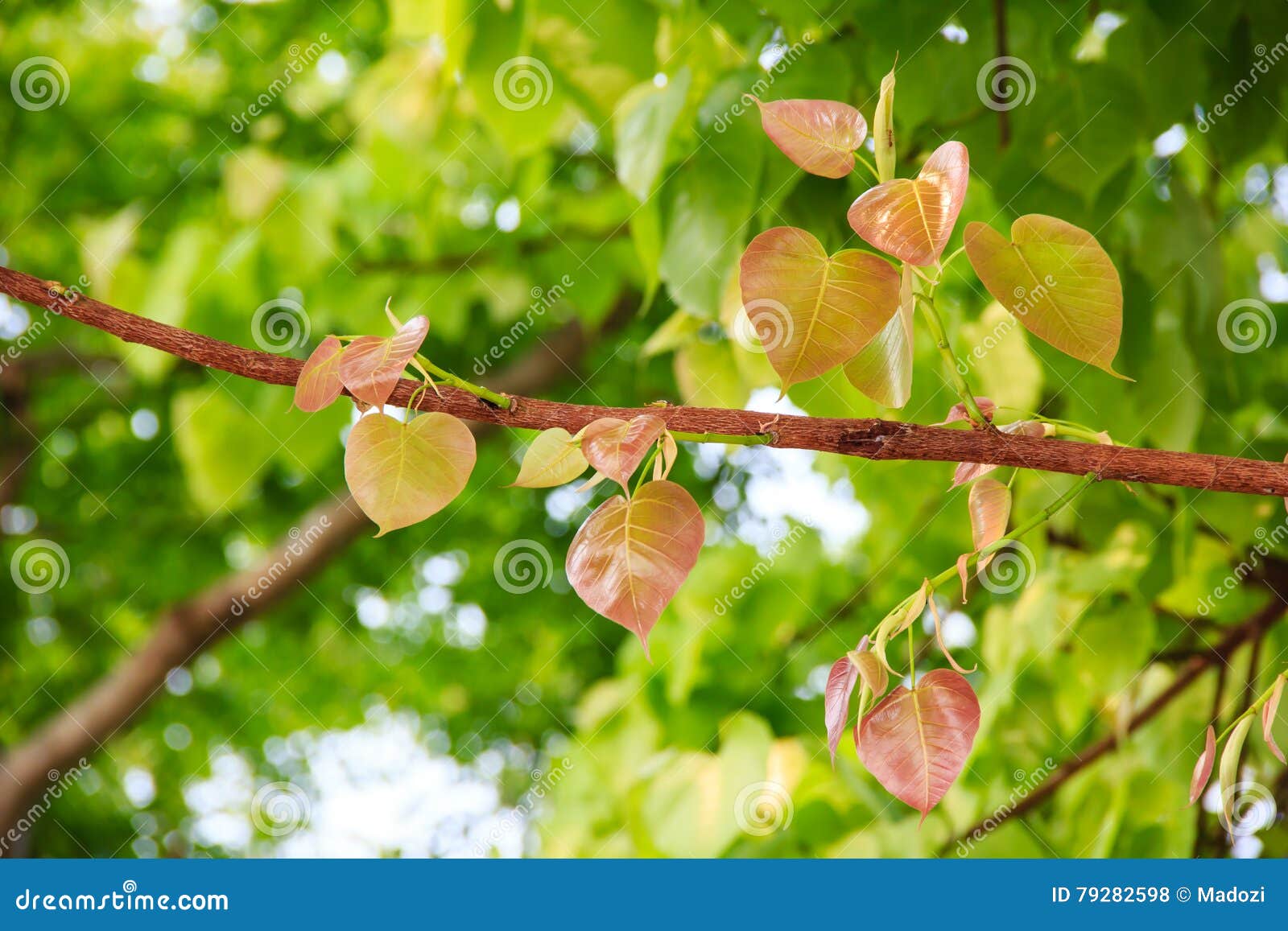 Bodhi or Pho Leaves and Tree Stock Photo - Image of life, leaf: 79282598