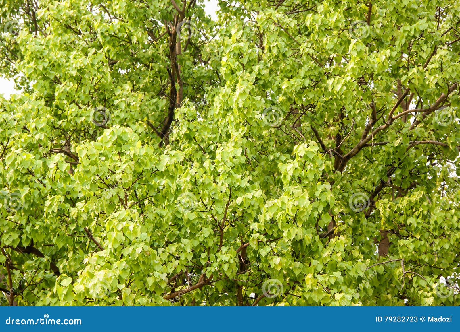 Bodhi or Pho Leaves and Tree Stock Image - Image of forest, hindu: 79282723