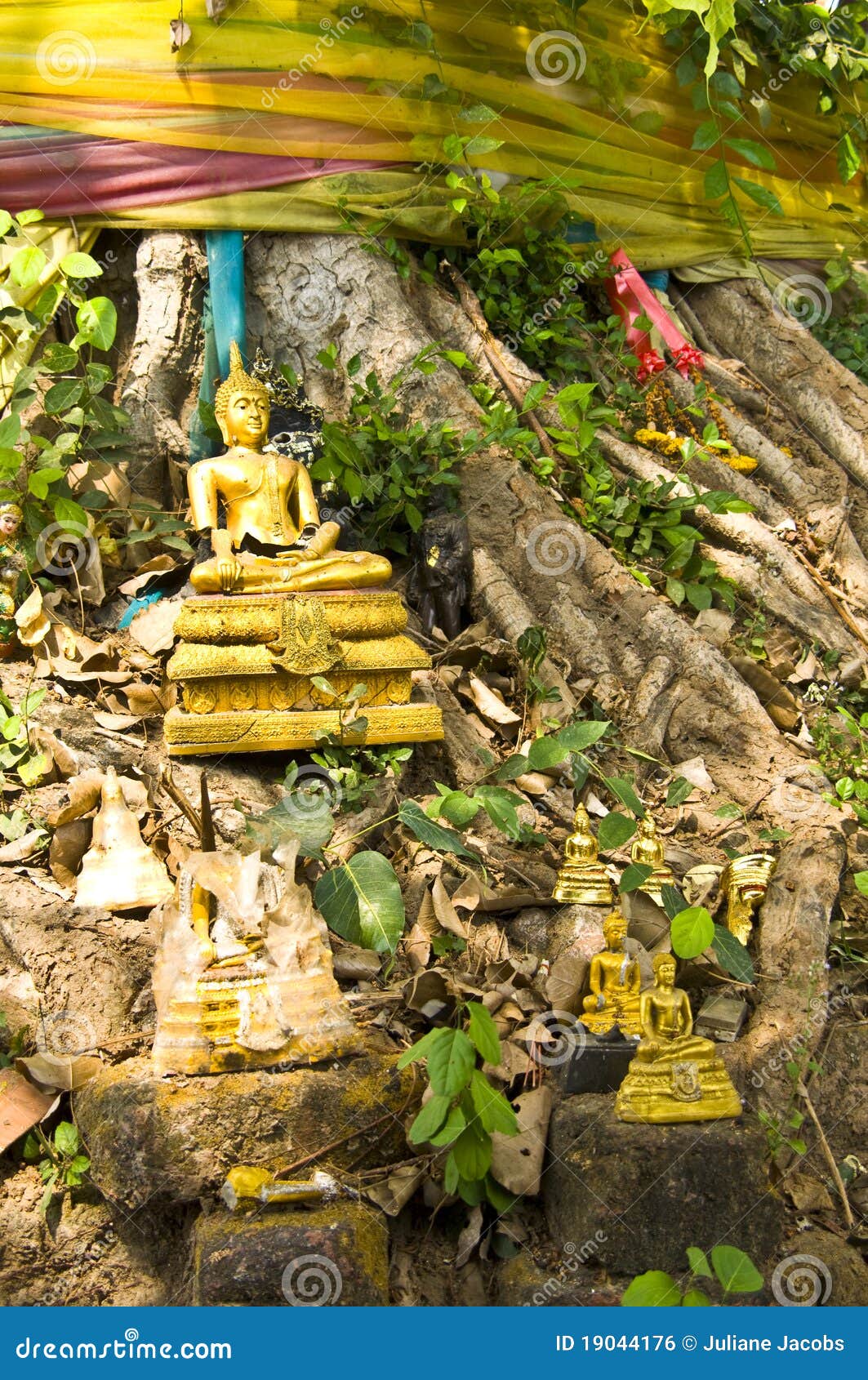 Bodhi Tree stock photo. Image of root, worship, texture - 19044176