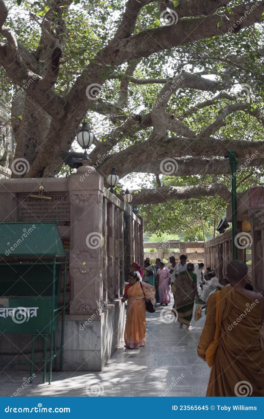 The Bodhi Tree at the Mahabodhi Temple Editorial Image - Image of ...