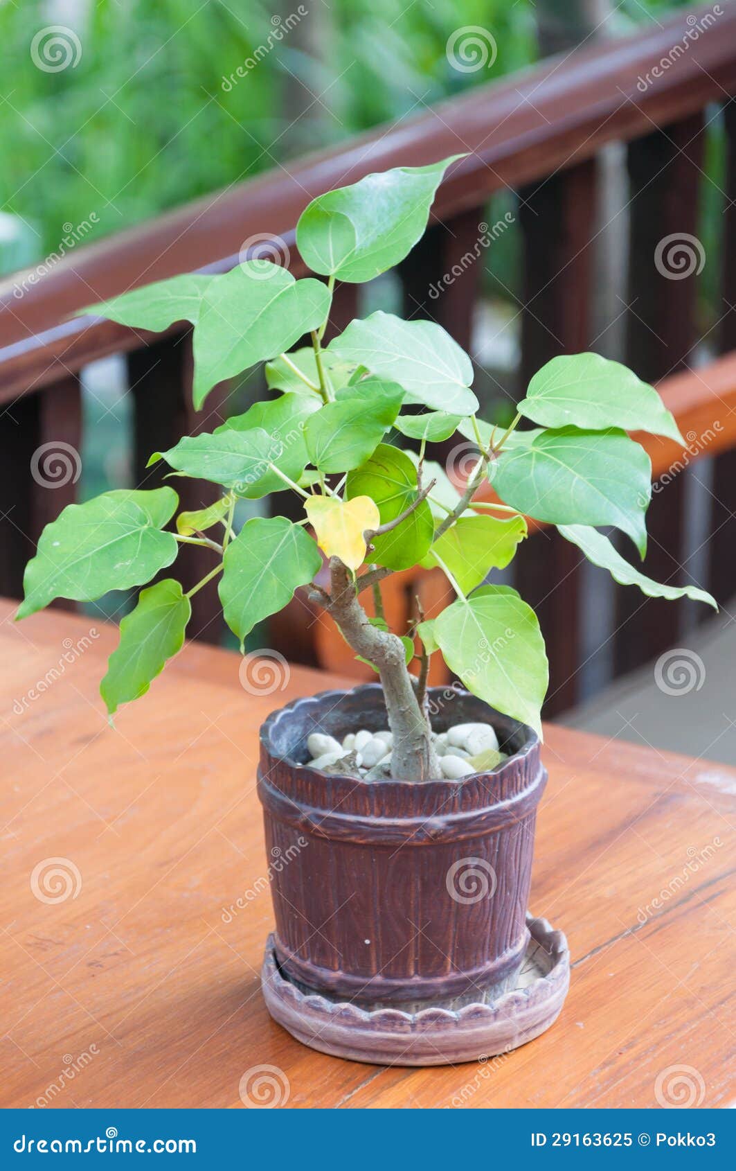 Bodhi tree stock image. Image of food, buddhist, beautiful - 29163625