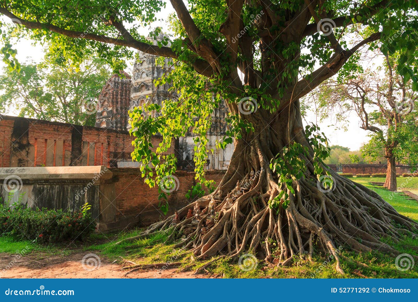 Bodhi Tree arkivfoto. Bild av tempel, bucolic, religion - 52771292