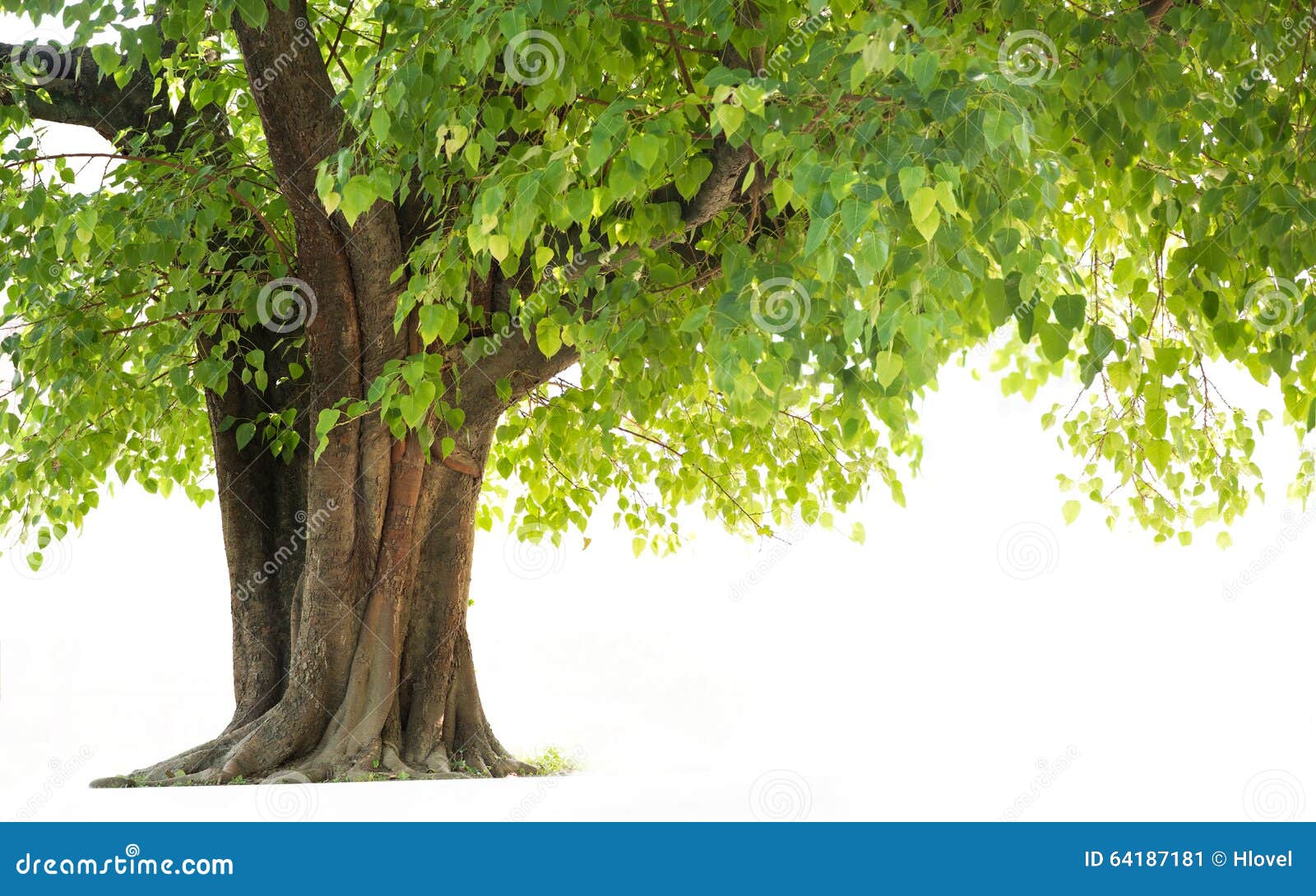Bodhi Tree Banyan Isolated As White Background Stock Photos - Free ...