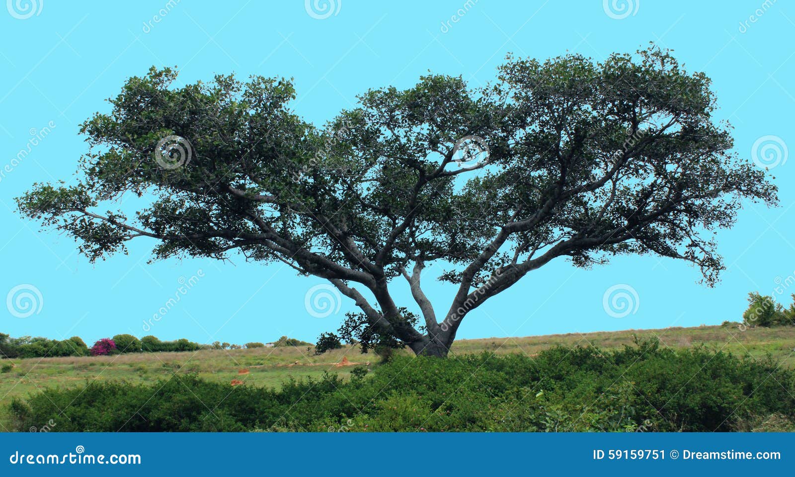 Arasu Stock Photos - Free & Royalty-Free Stock Photos from Dreamstime