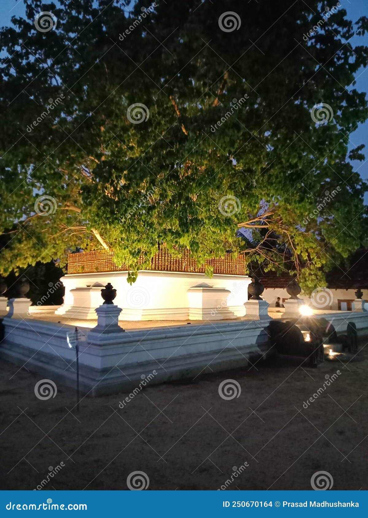Bodhi Tree.Bo Tree.Buddies Temple Stock Photo - Image of buty ...