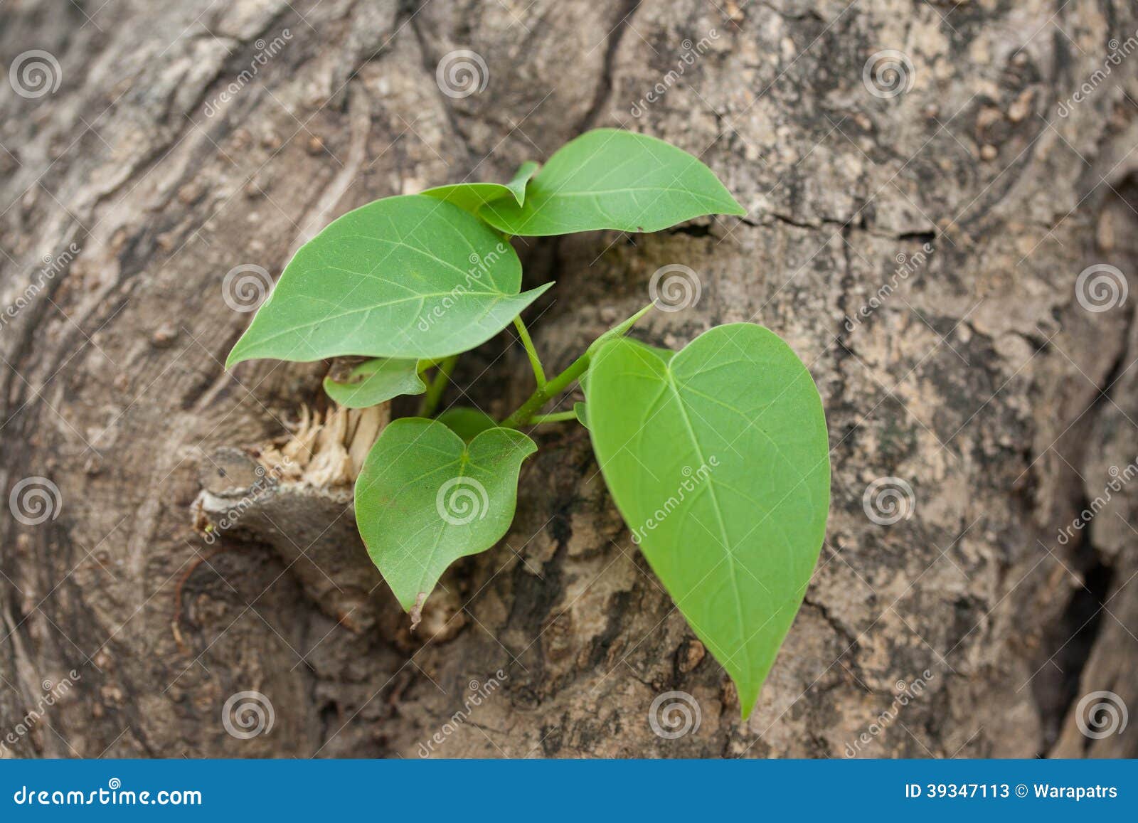 Bodhi Tree or Bo Grow in Stump Stock Image - Image of plant, people ...