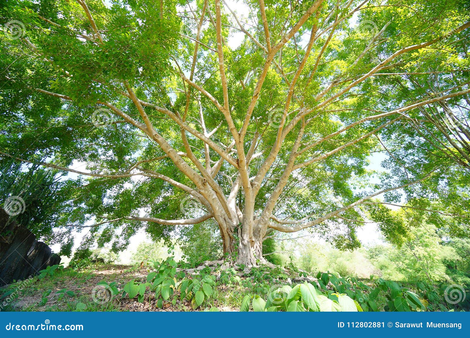 Bodhi Tree stock image. Image of backdrop, basil, dead - 112802881