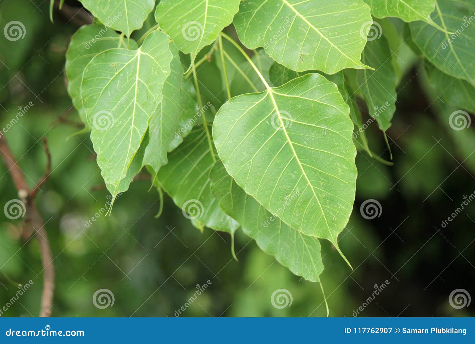 Bodhi Tree stock image. Image of forest, leaf, green - 117762907