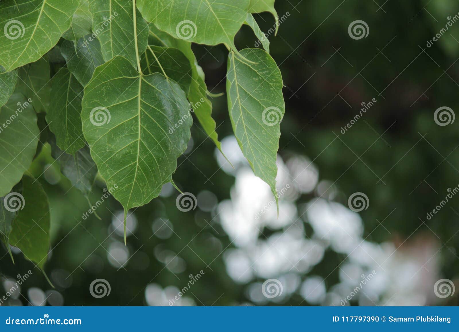 Bodhi Tree stock photo. Image of ficus, large, growth - 117797390