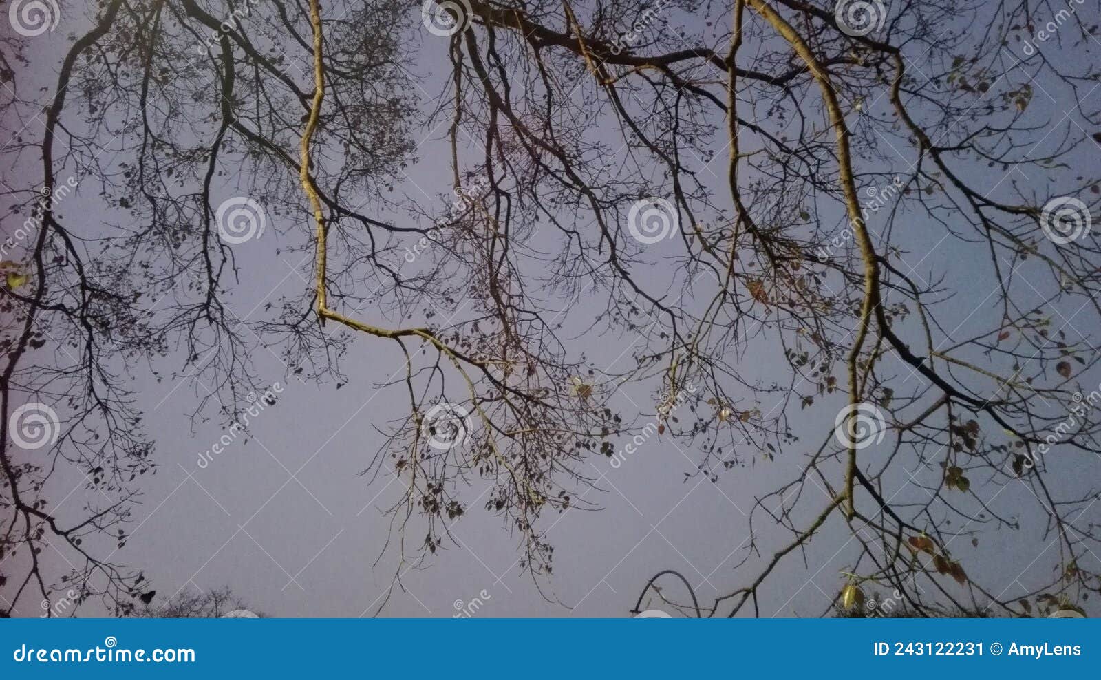 Bodhi Tree Branches with Sky in Beautiful Nature. Stock Image - Image ...