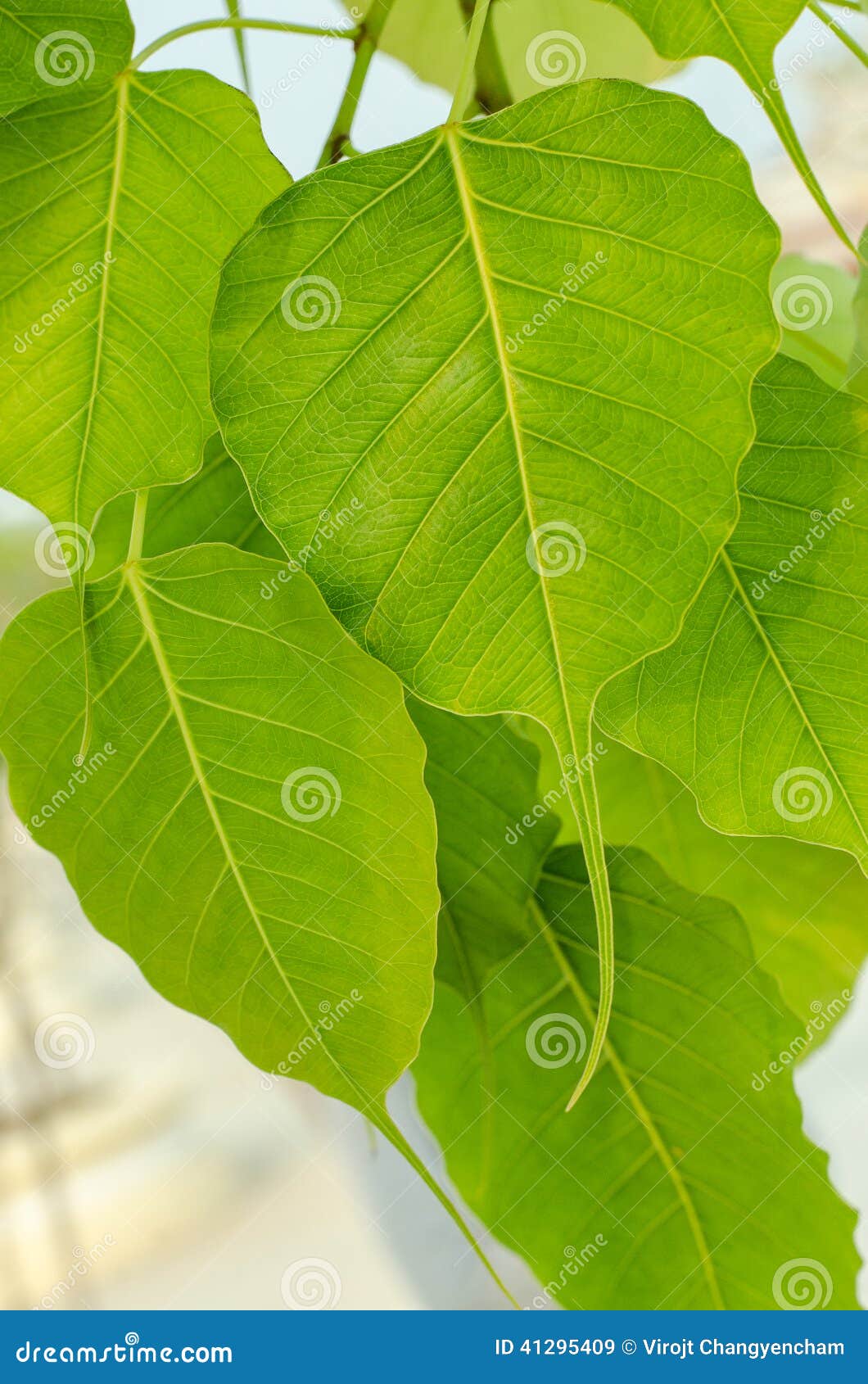 The Bodhi Tree stock image. Image of 05027513, nestle - 41295409