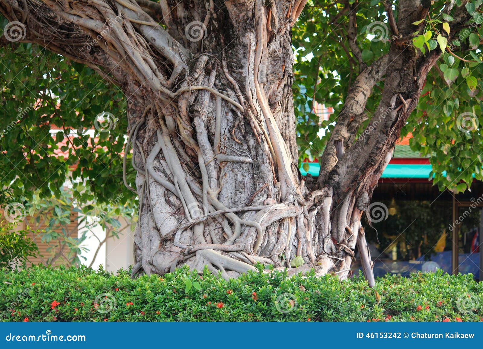 Bodhi Tree Leaf , Sacred Fig Under Sunlight. Royalty-Free Stock ...