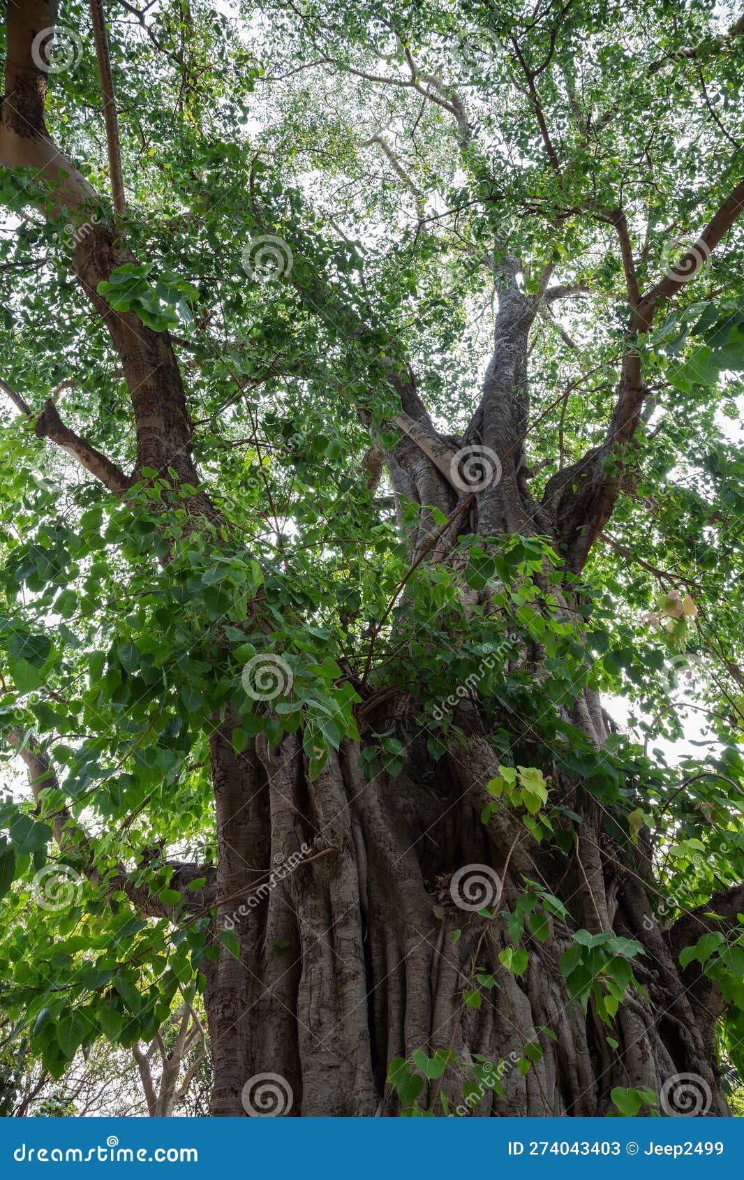 Ficus Religiosa Or Sacred Fig Is A Species Of Mulberry Family.bodhi ...