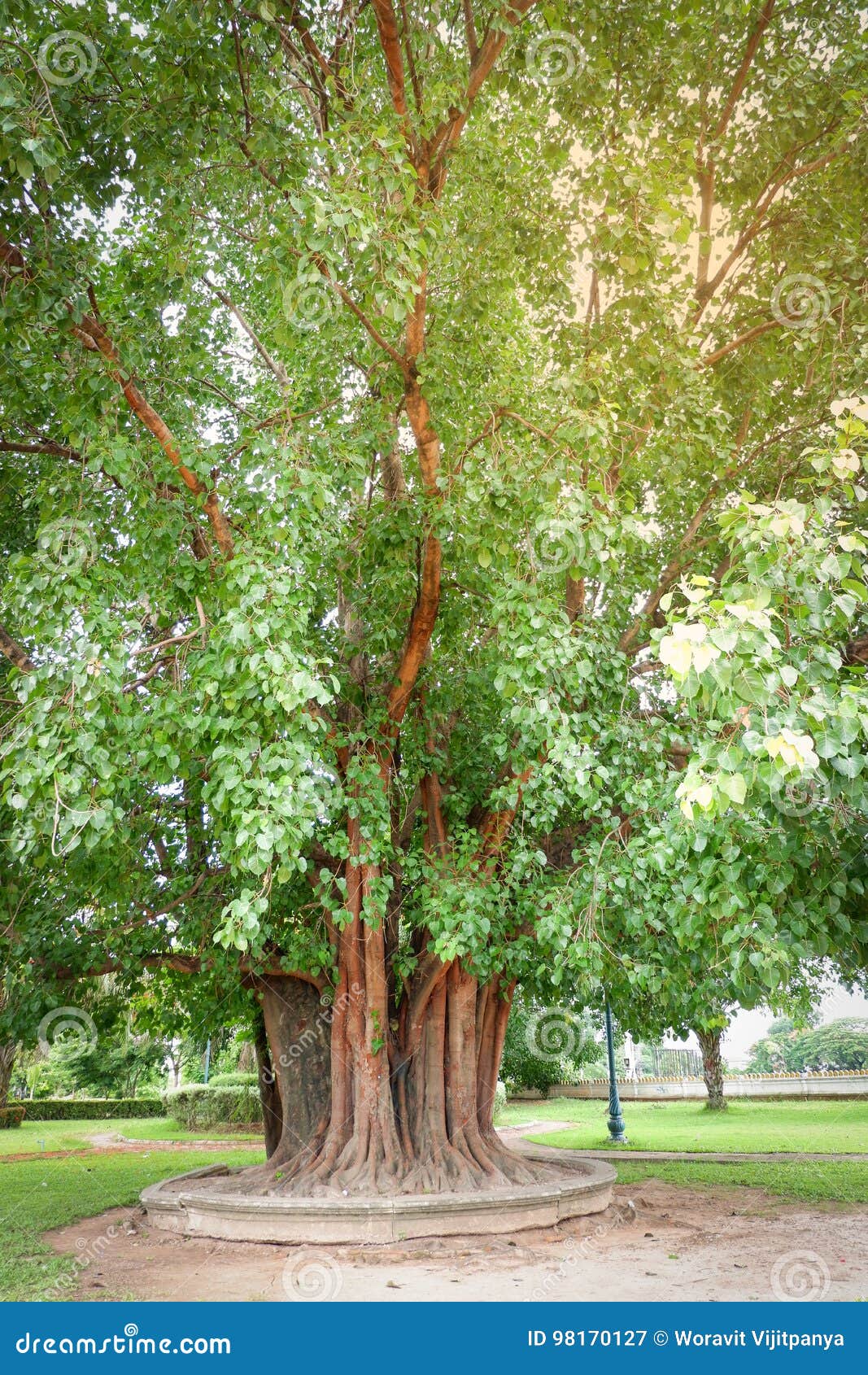 Bodhi tree stock image. Image of grow, heart, plant, bodhi - 98170127