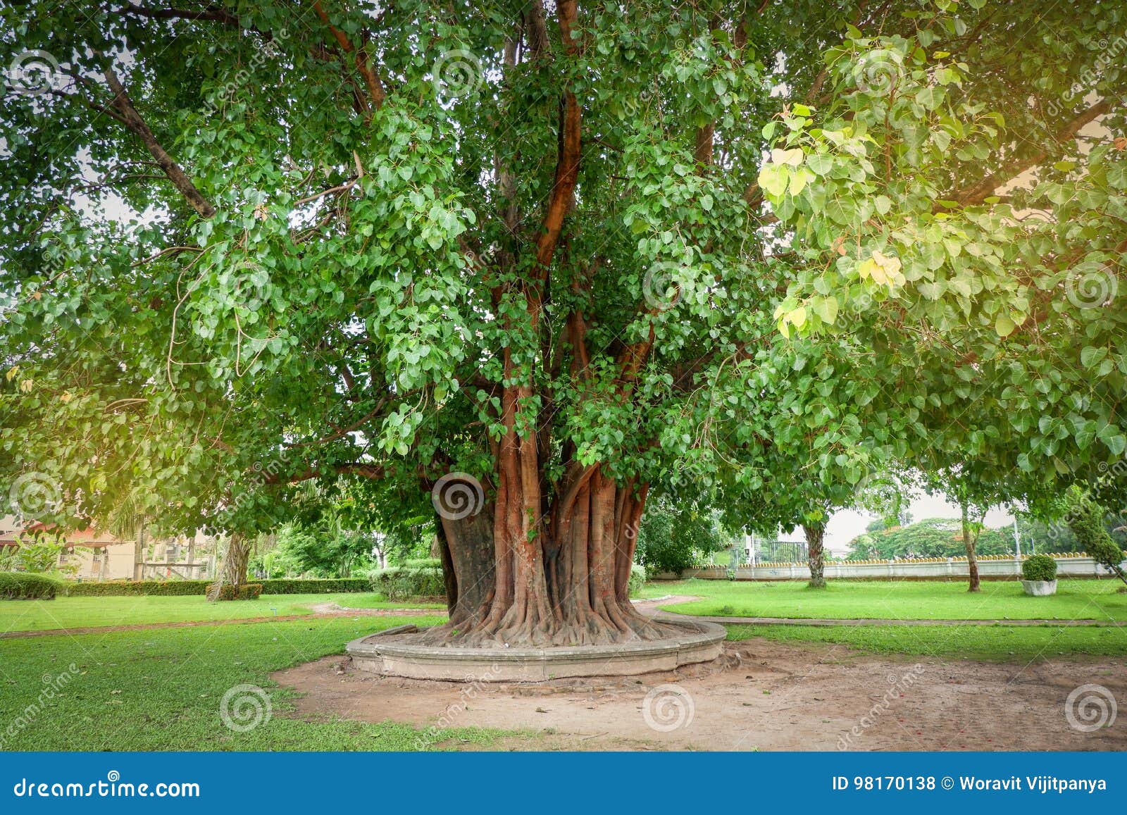 Bodhi tree stock photo. Image of plant, garden, leave - 98170138