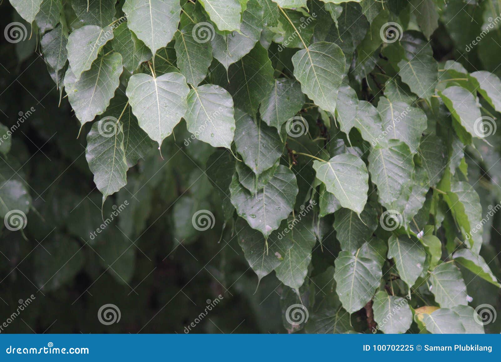 Bodhi Tree stock image. Image of buddha, bright, asian - 100702225