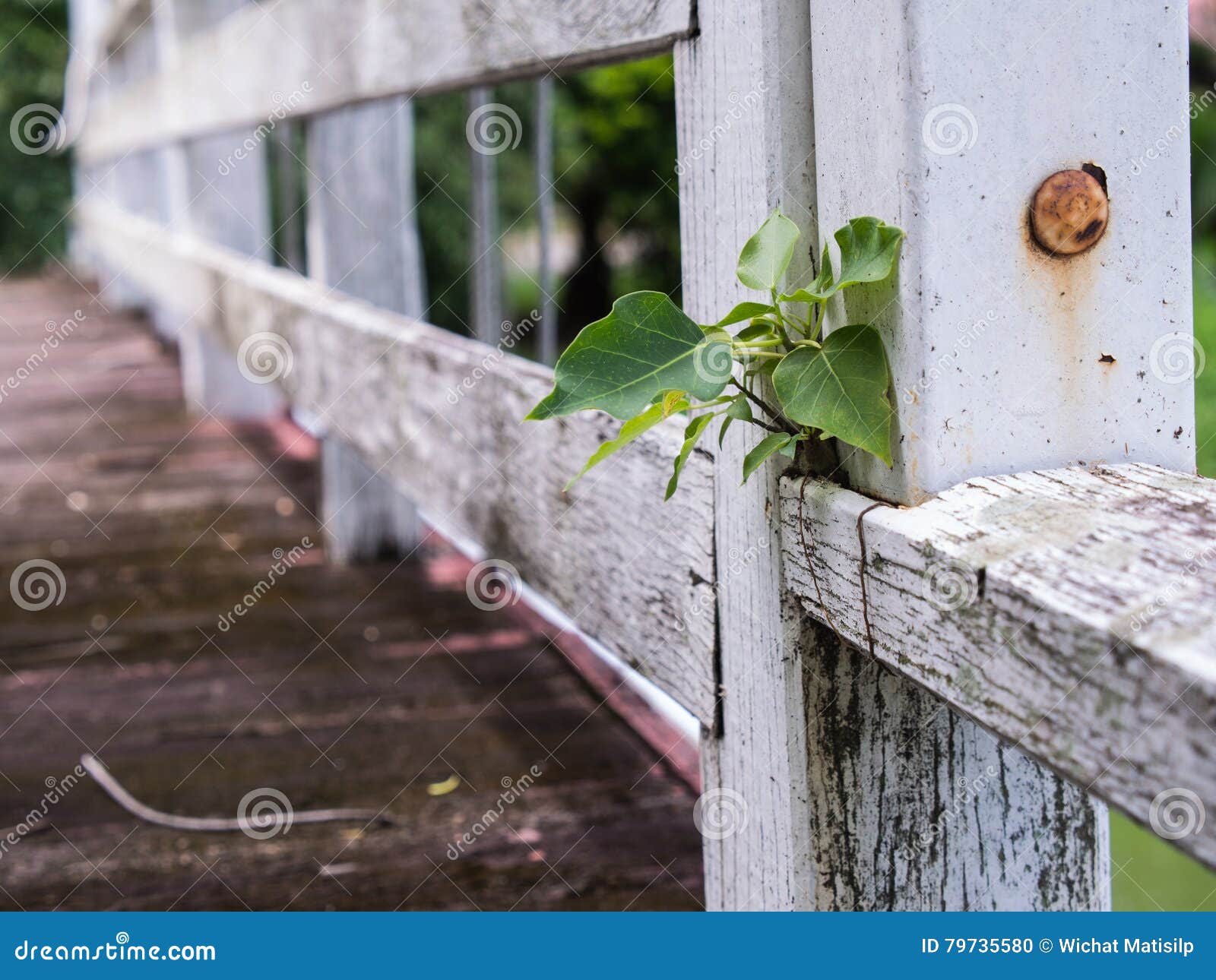 Bodhi Tree Growing on the Bridge Stock Photo - Image of bright ...