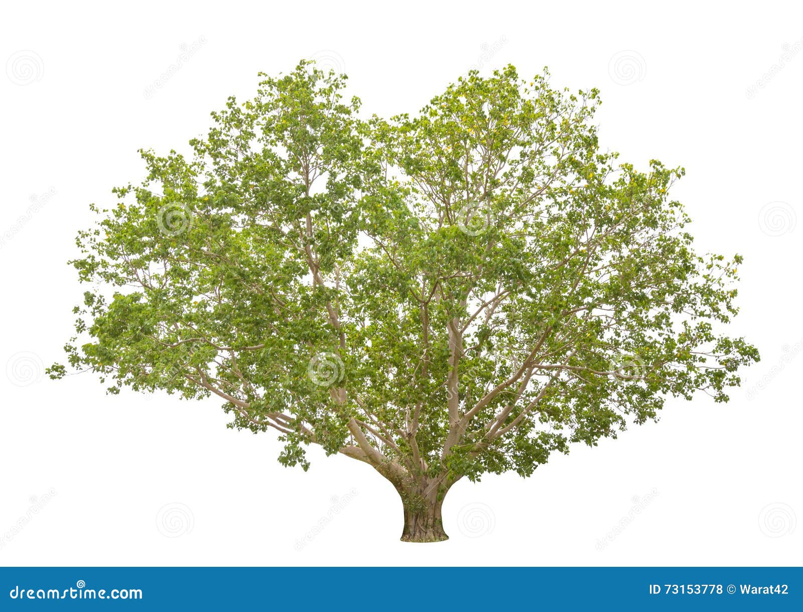 Bodhi Tree Isolated on White Background Stock Photo - Image of buddha ...