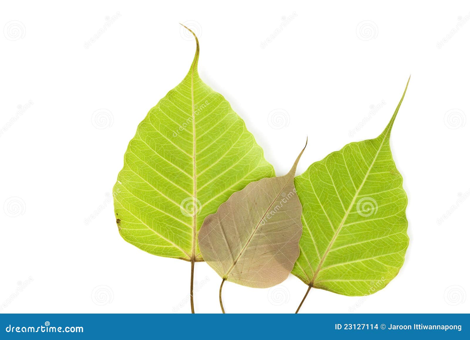 Bodhi tree leaf stock photo. Image of buddhism, bodhi - 23127114