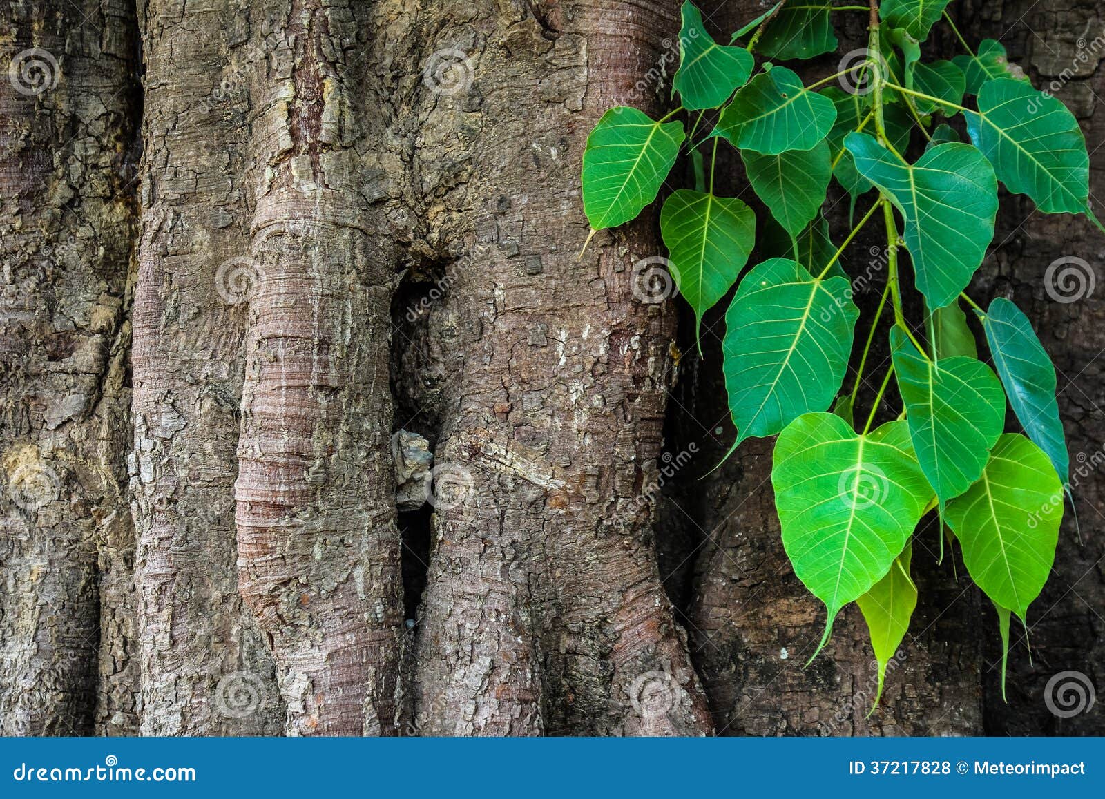 Bodhi Tree With Pink Leaves. Stock Image | CartoonDealer.com #222265693
