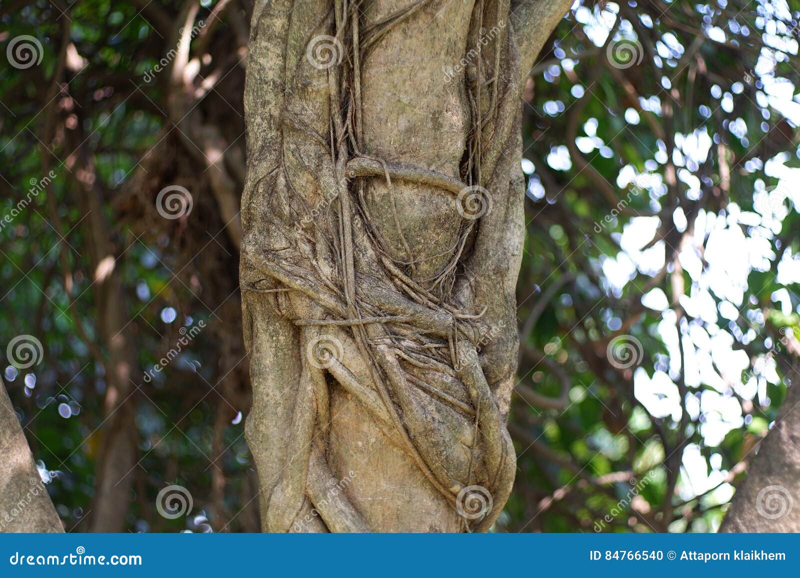 Bodhi Tree stock photo. Image of foliage, enlightenment - 84766540