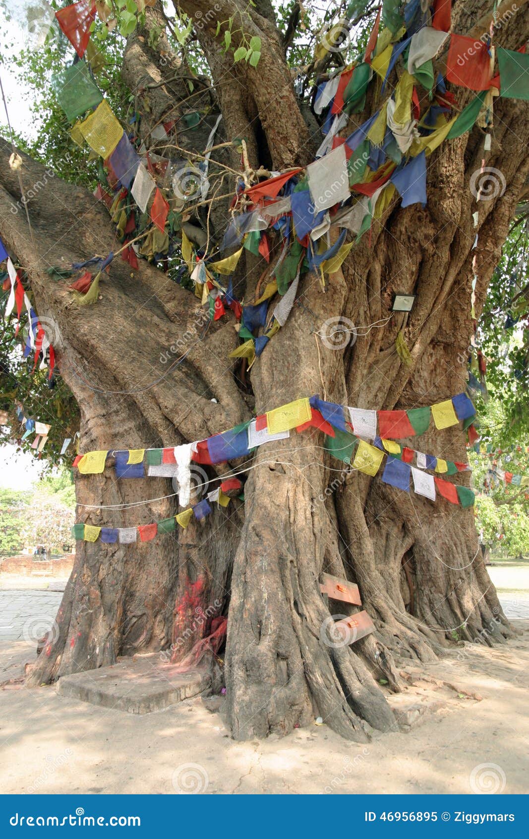 Bodhi Tree in Lumbini (Buddha S Birthplace) Stock Image - Image of tree ...