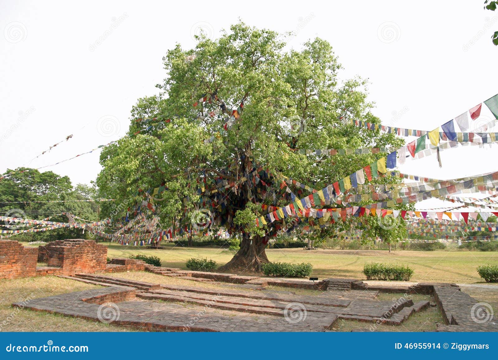 Bodhi tree in Lumbini stock photo. Image of lime, flags - 46955914
