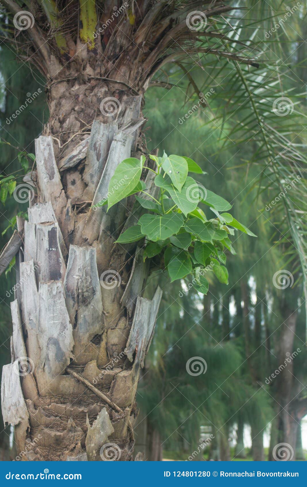 Small Bodhi Tree on the Palm Tree Stock Photo - Image of palm, brown ...