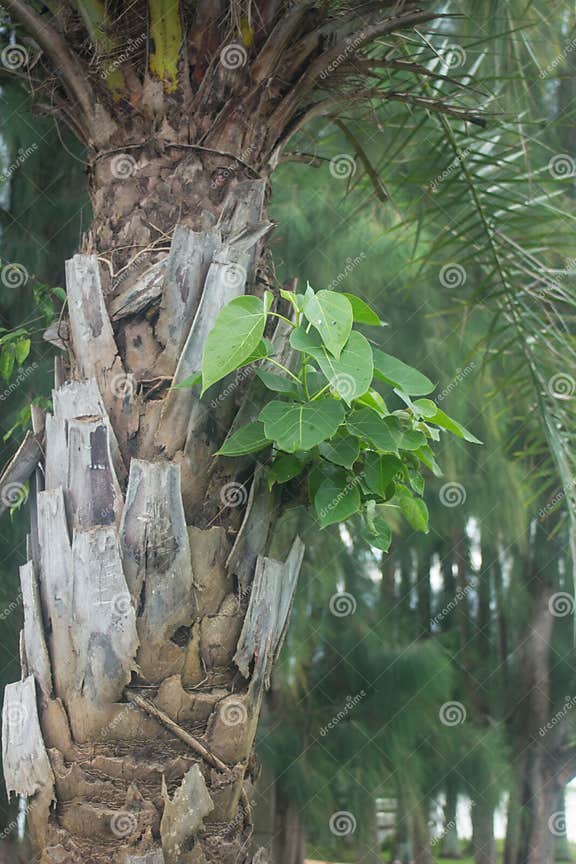 Small Bodhi Tree on the Palm Tree Stock Photo - Image of palm, brown ...