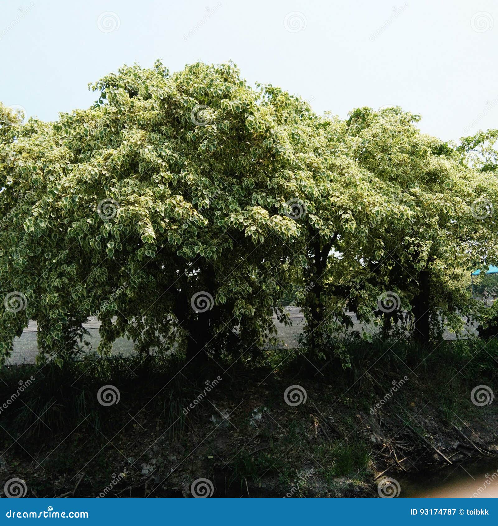 Bodhi tree stock image. Image of green, ficus, closeup - 93174787