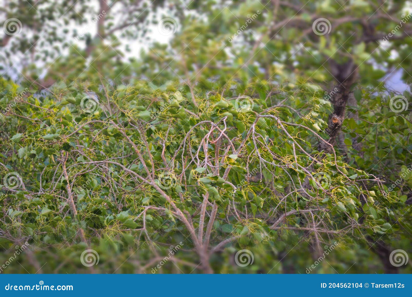 Bodhi Tree and Pippala Tree Stock Photo - Image of three, significance ...