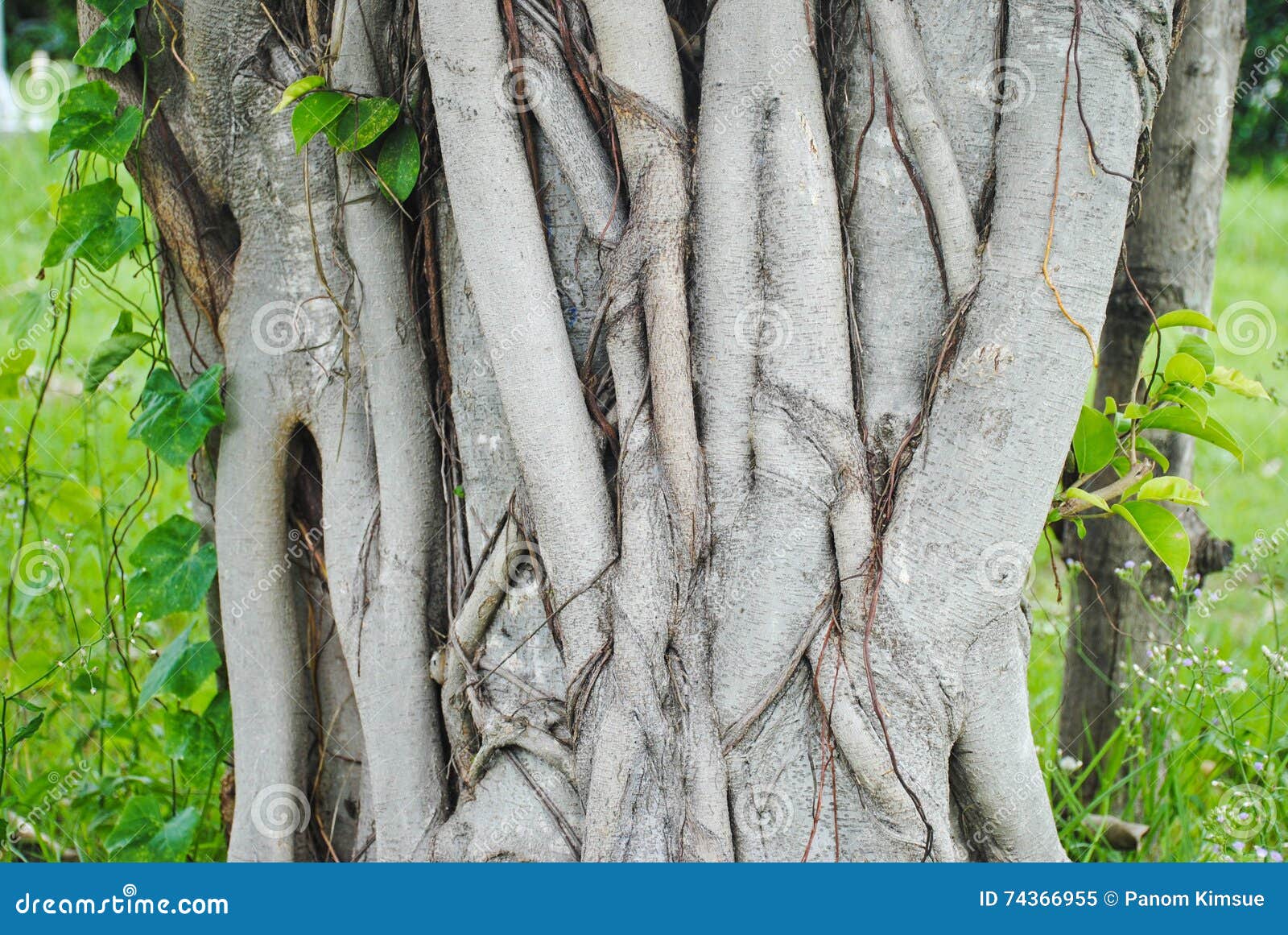 Bodhi Tree Root Background,Sacred Fig Tree, Pipal Tree Stock Image ...