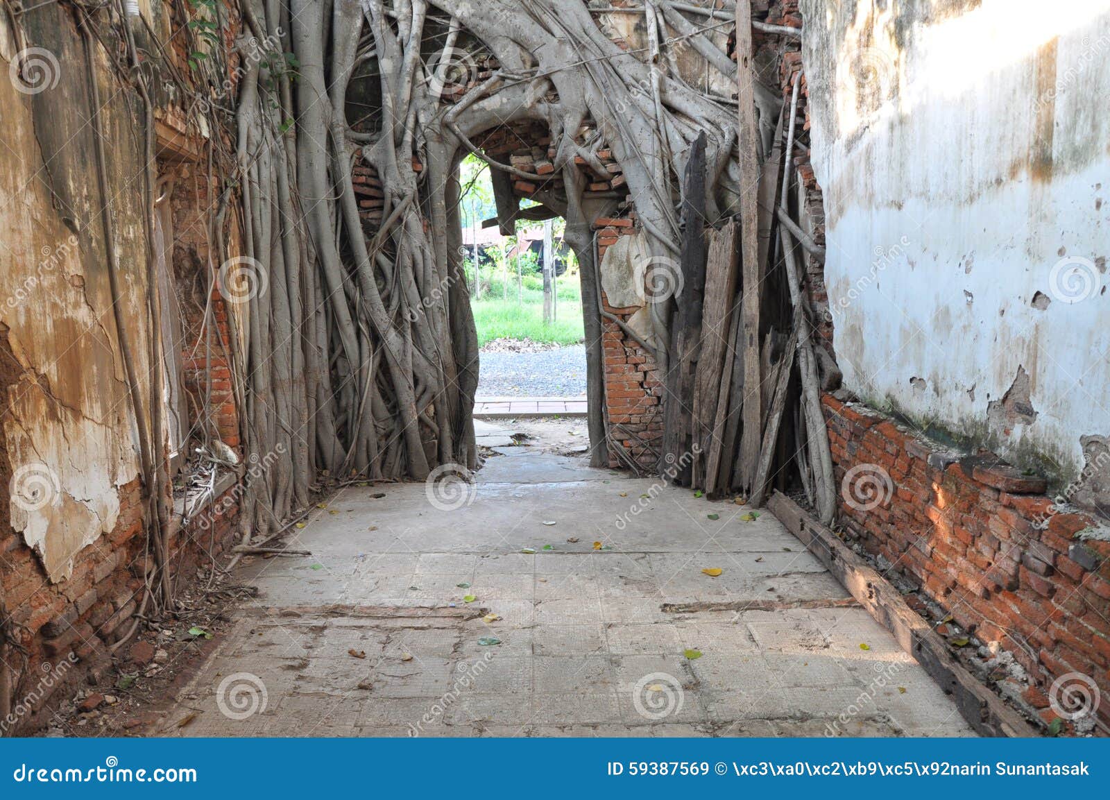 Bodhi tree root the door stock image. Image of disrepair - 59387569