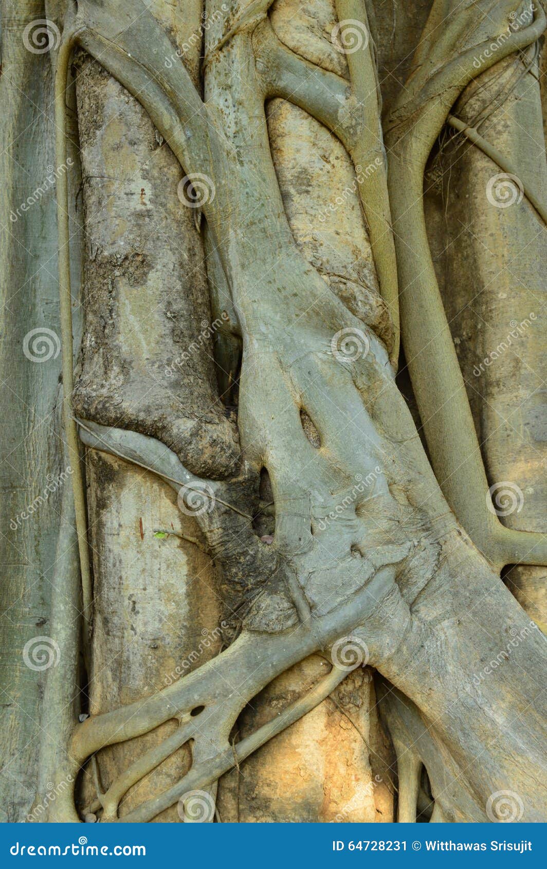 Bodhi tree stock image. Image of attach, elements, gardening - 64728231