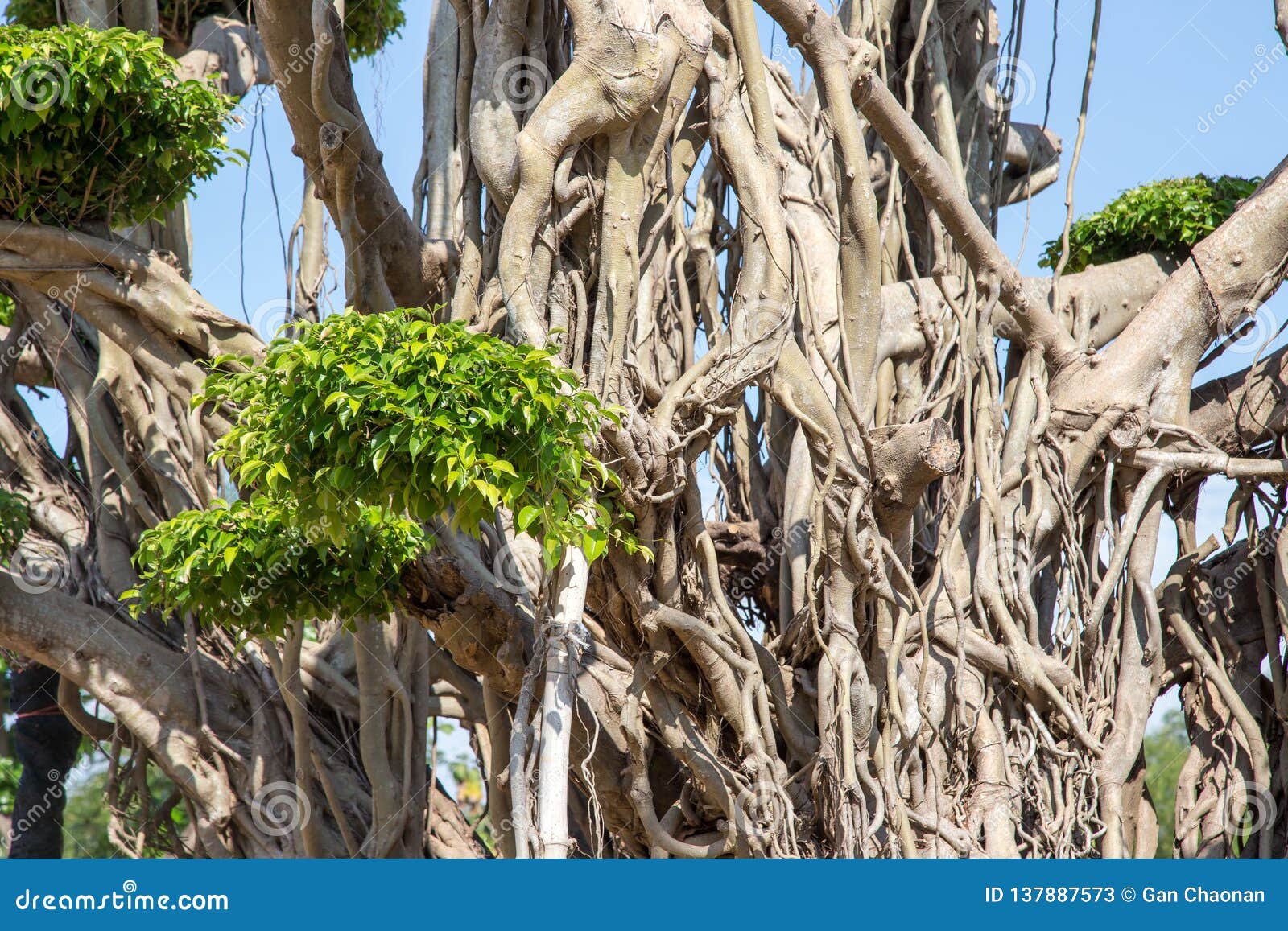 Bodhi Tree Roots Close Up. Banyan Tree Roots Close Up. Roots Of Bodhi ...