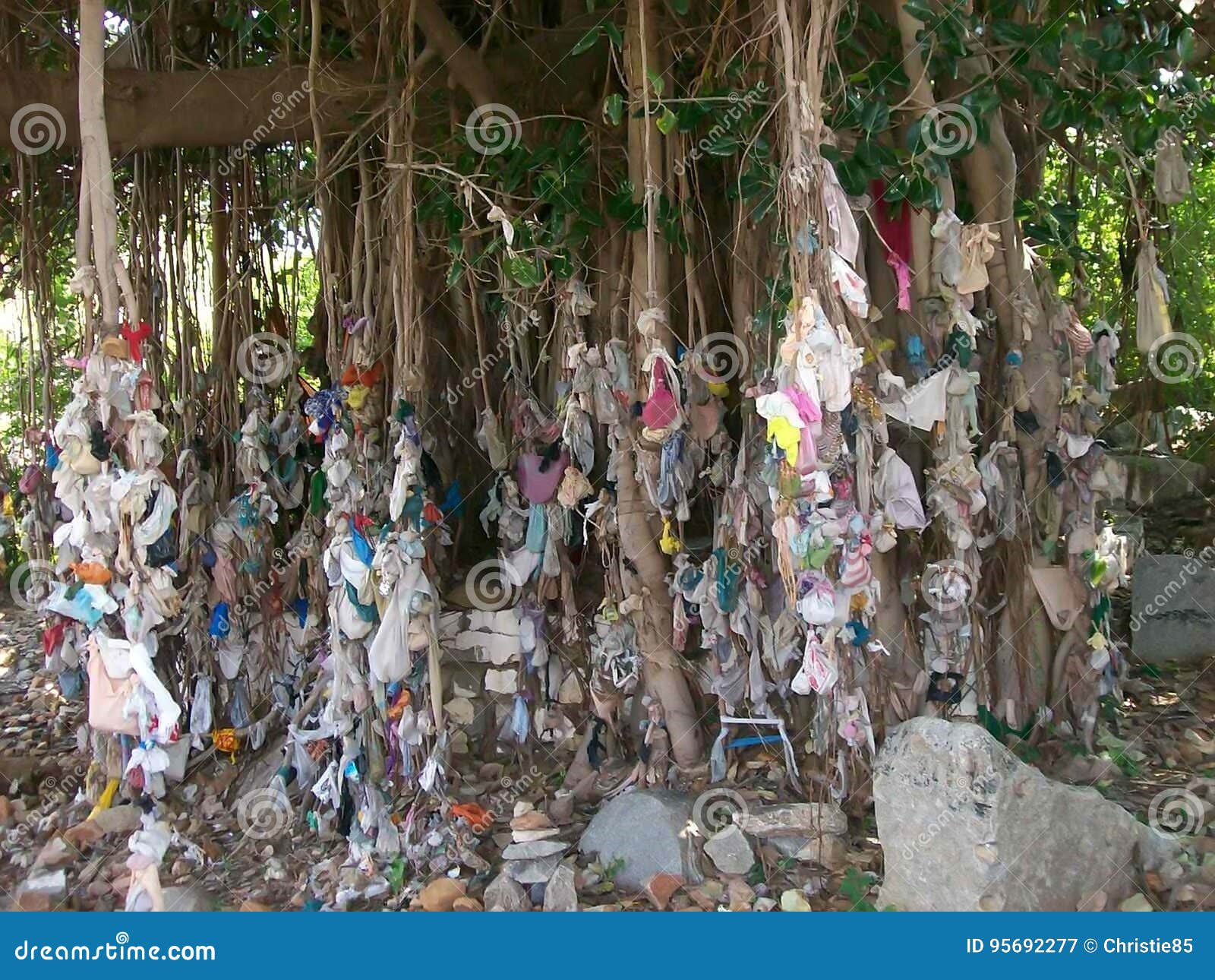 Bodhi Tree Royalty-Free Stock Photography | CartoonDealer.com #95692277