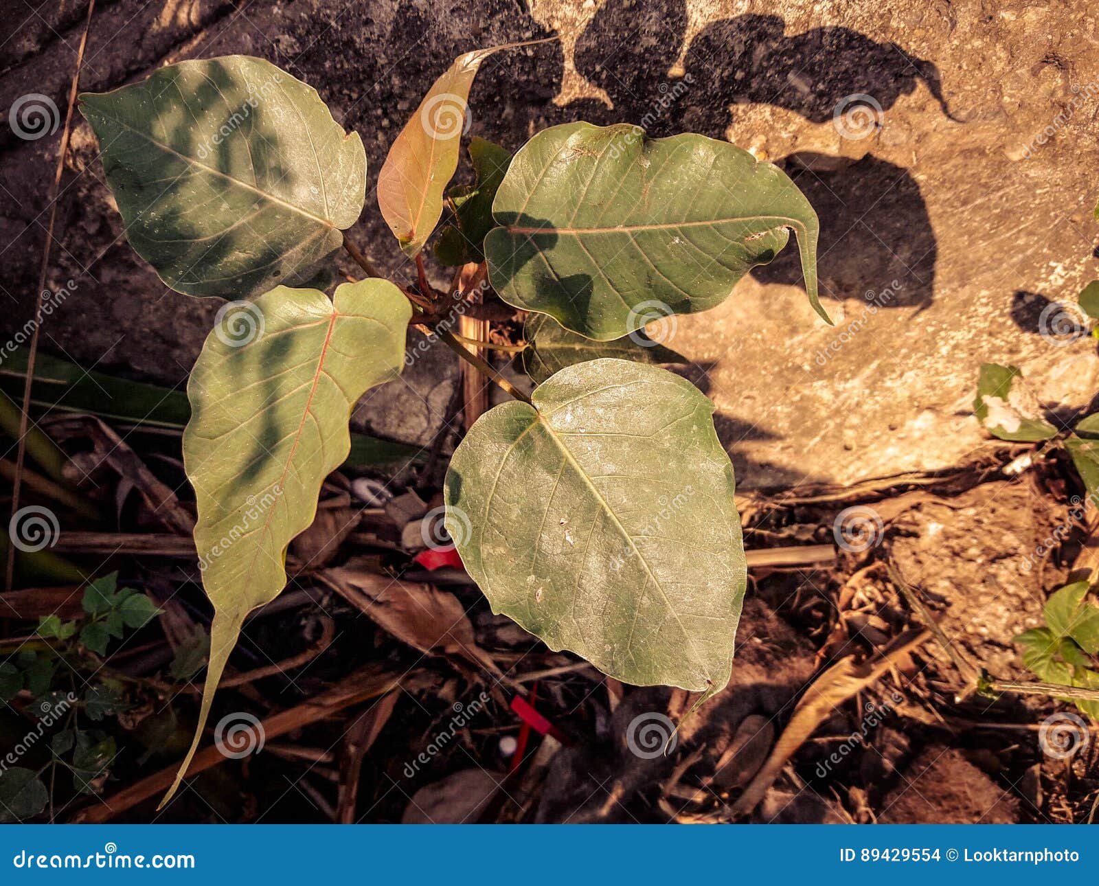 Bodhi Tree stock photo. Image of tree, growth, plant - 89429554