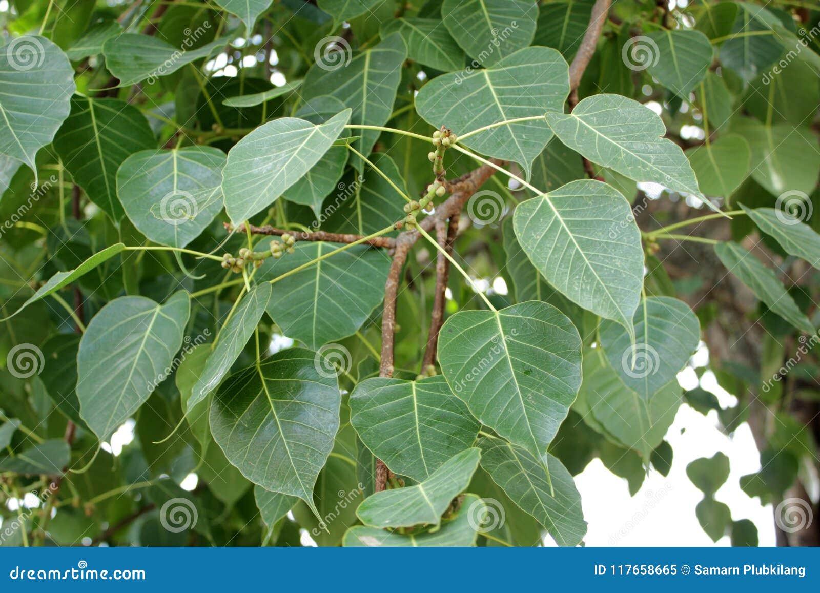Bodhi Tree stock image. Image of color, isolated, associated - 117658665
