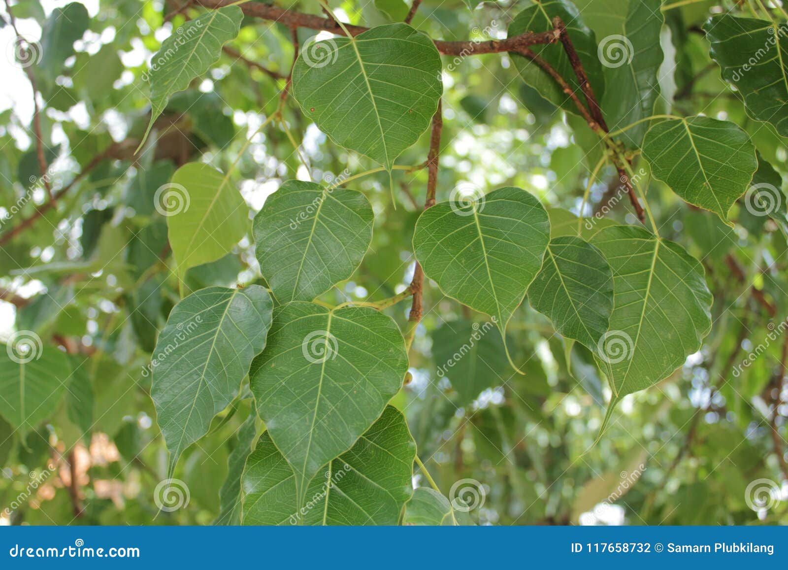 Bodhi Tree stock photo. Image of background, branch - 117658732