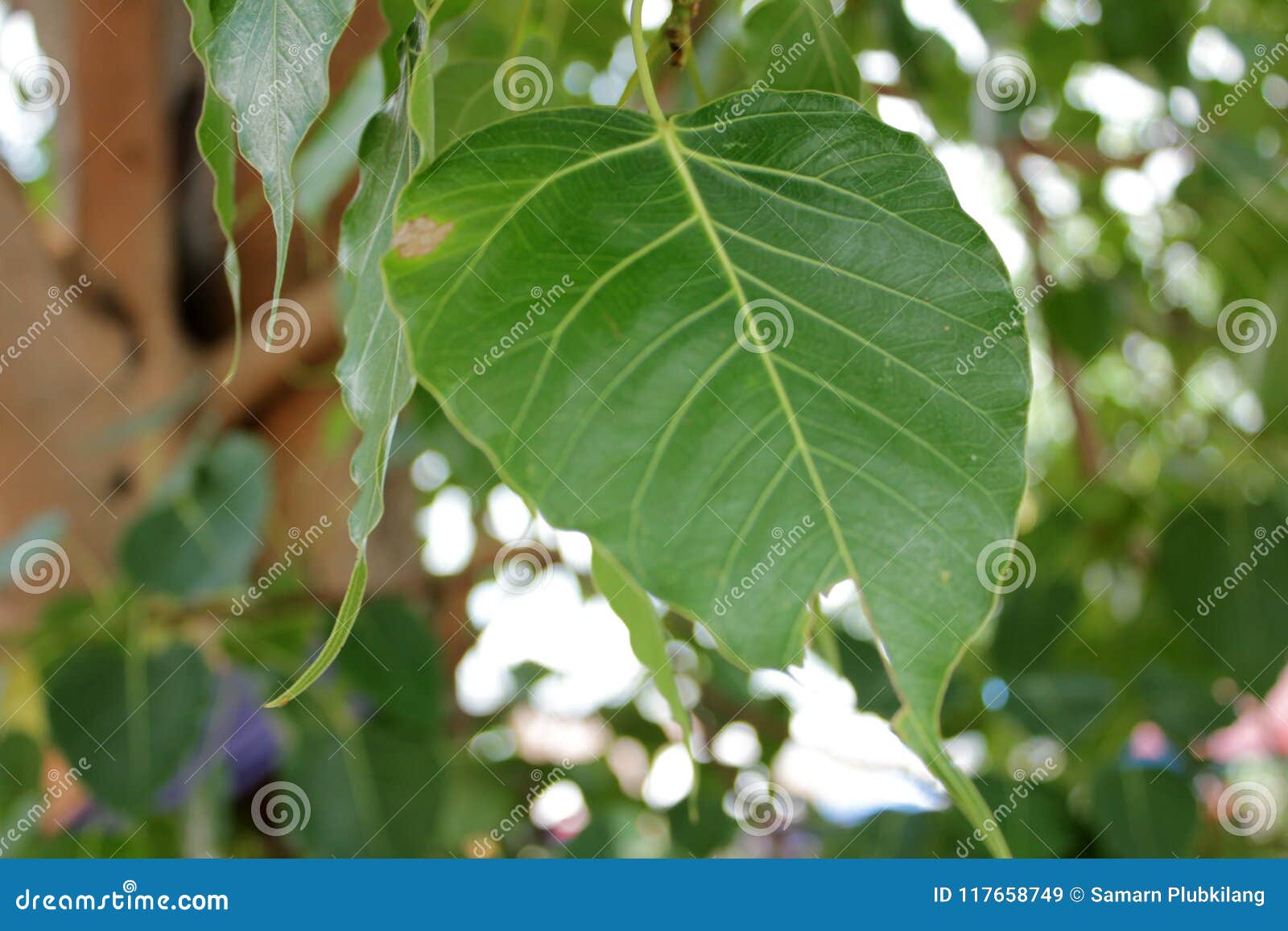 Bodhi Tree stock image. Image of branch, birth, garden - 117658749
