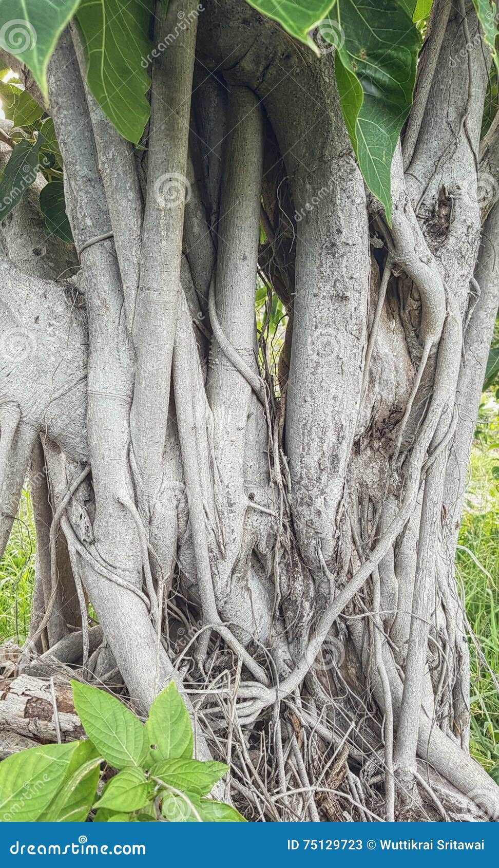 Bodhi tree trunk small stock image. Image of plant, small - 75129723