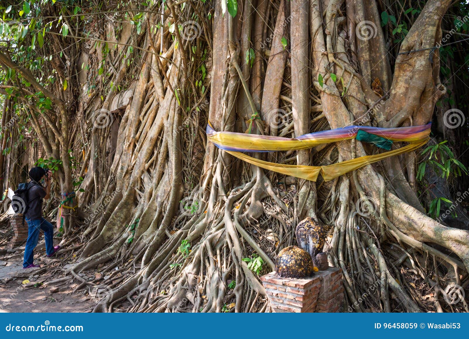 Large Bodhi Fig Tree At The Entrance To Wat Phra That Chae Haeng, An ...