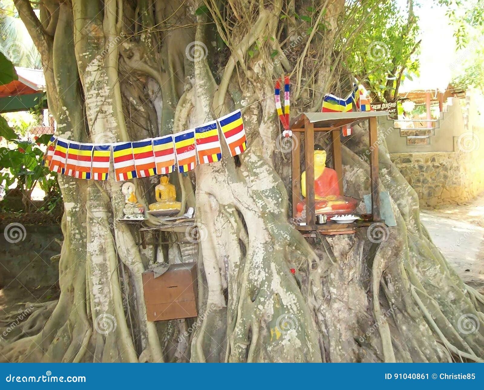 Bodhi tree stock image. Image of tree, buddhism, bodhi - 91040861