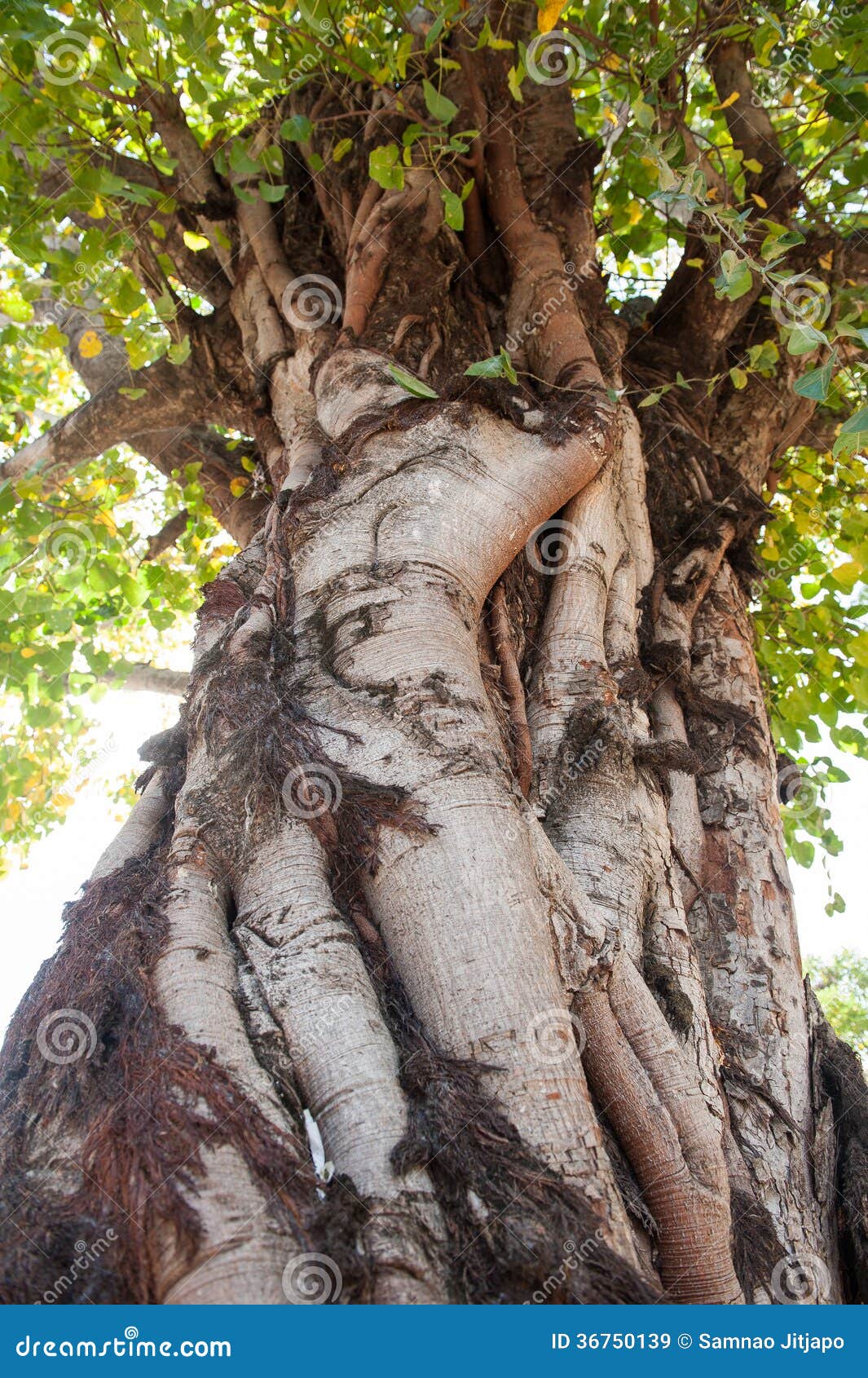 Pakthong Chai Stock Photos - Free & Royalty-Free Stock Photos from ...