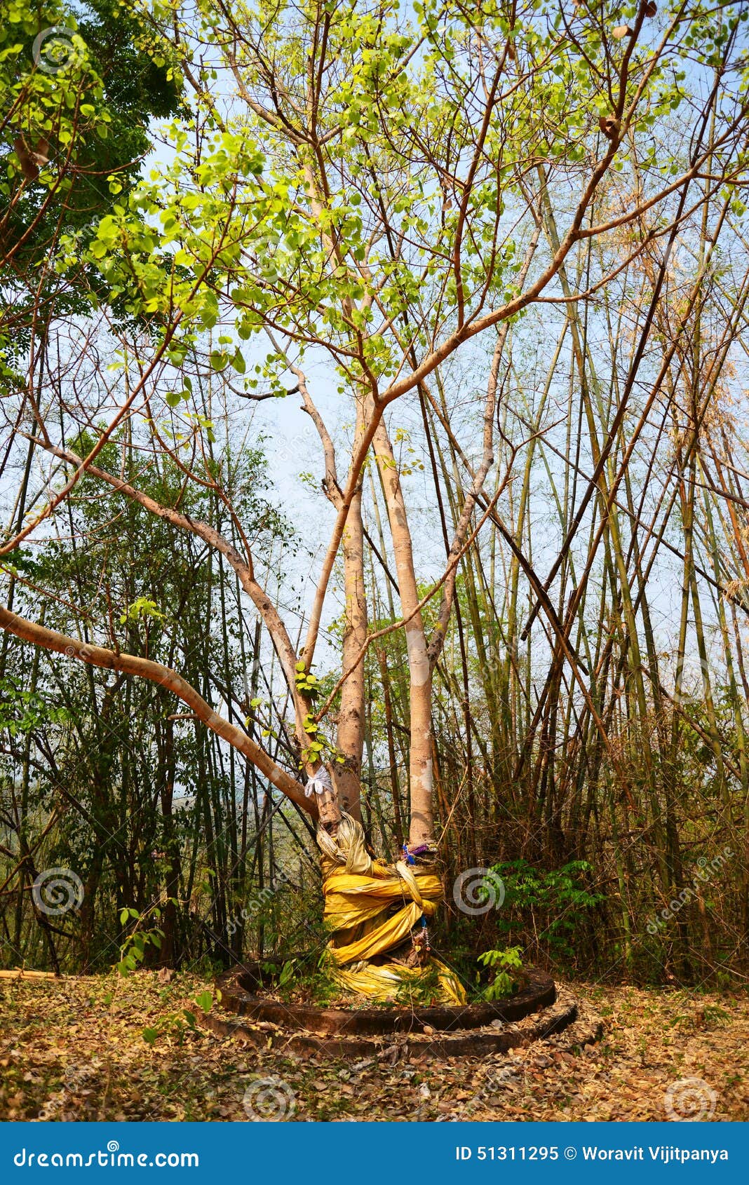 Bodhi Tree stock image. Image of natural, growth, decorate - 51311295