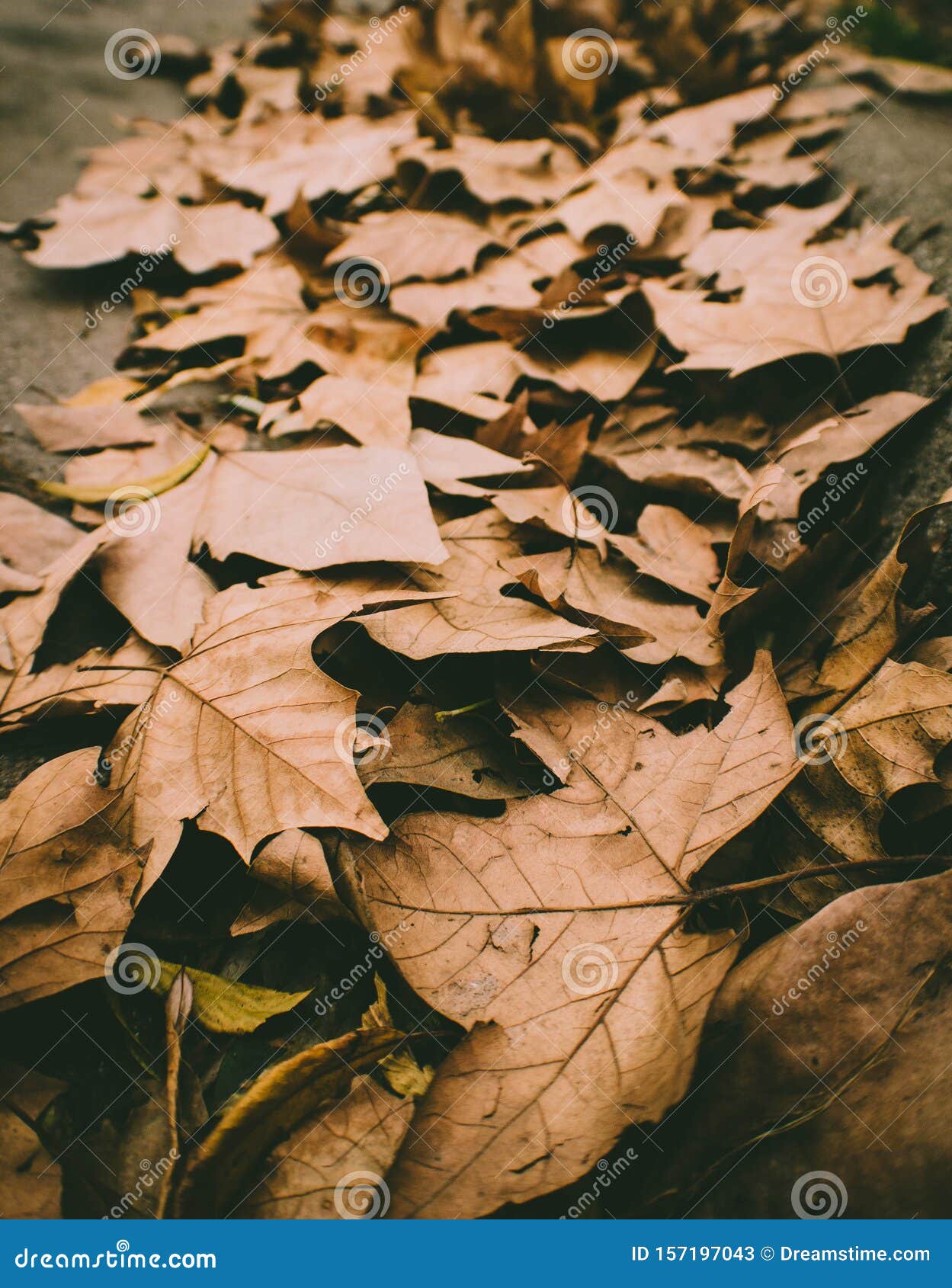 Bodies of autumn stock image. Image of leaves, forest - 157197043