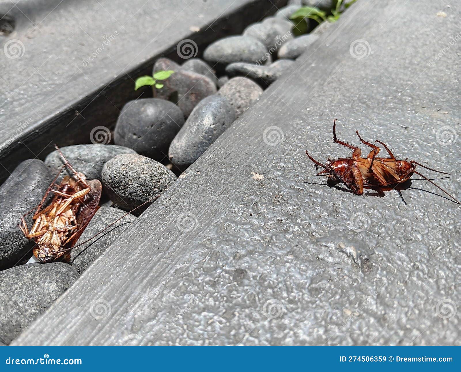 Two dead cockroaches stock image. Image of bodies, dead - 274506359